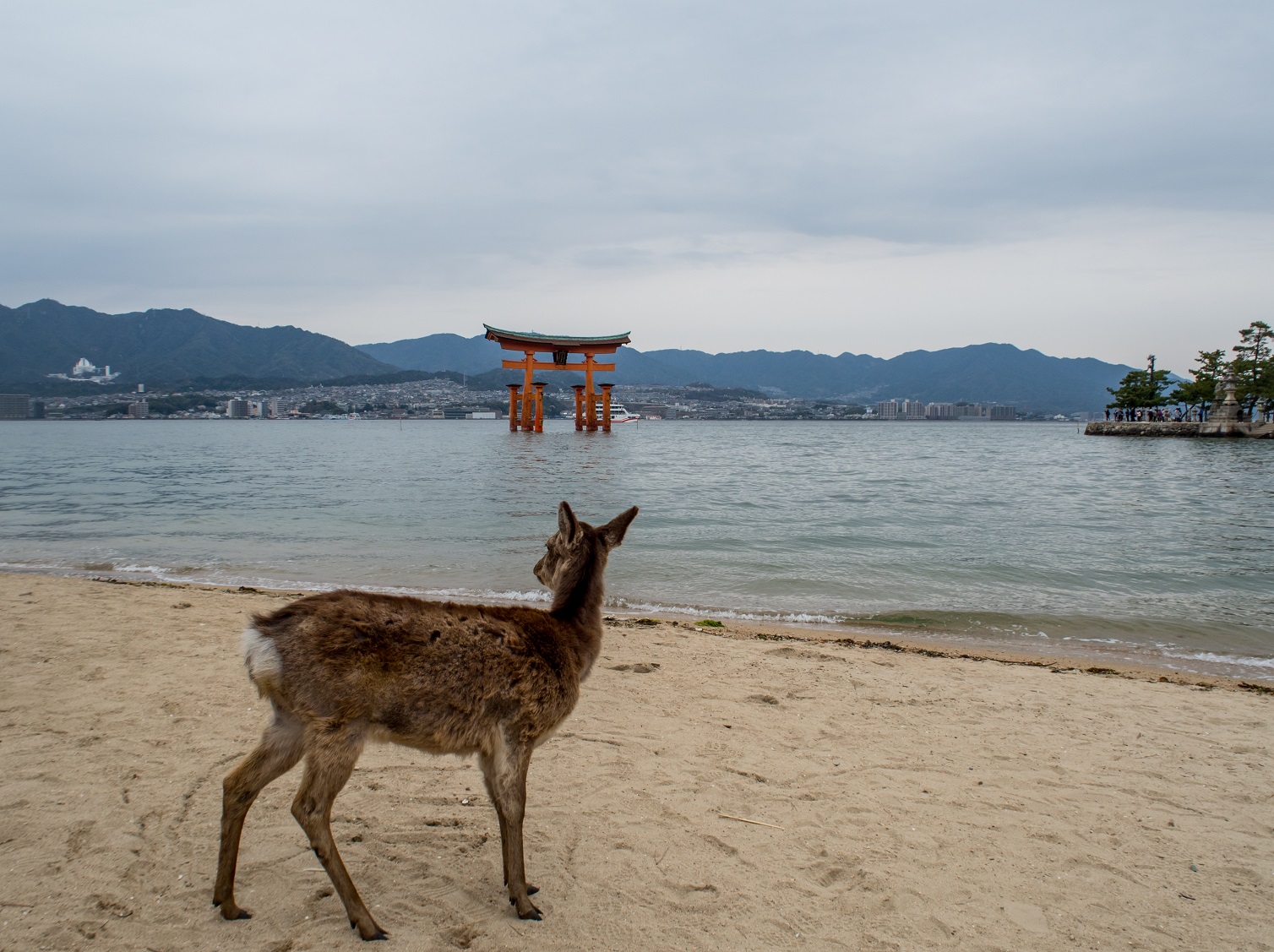 Day in Miyajima / Itsukushima - WannaBeEverywhere