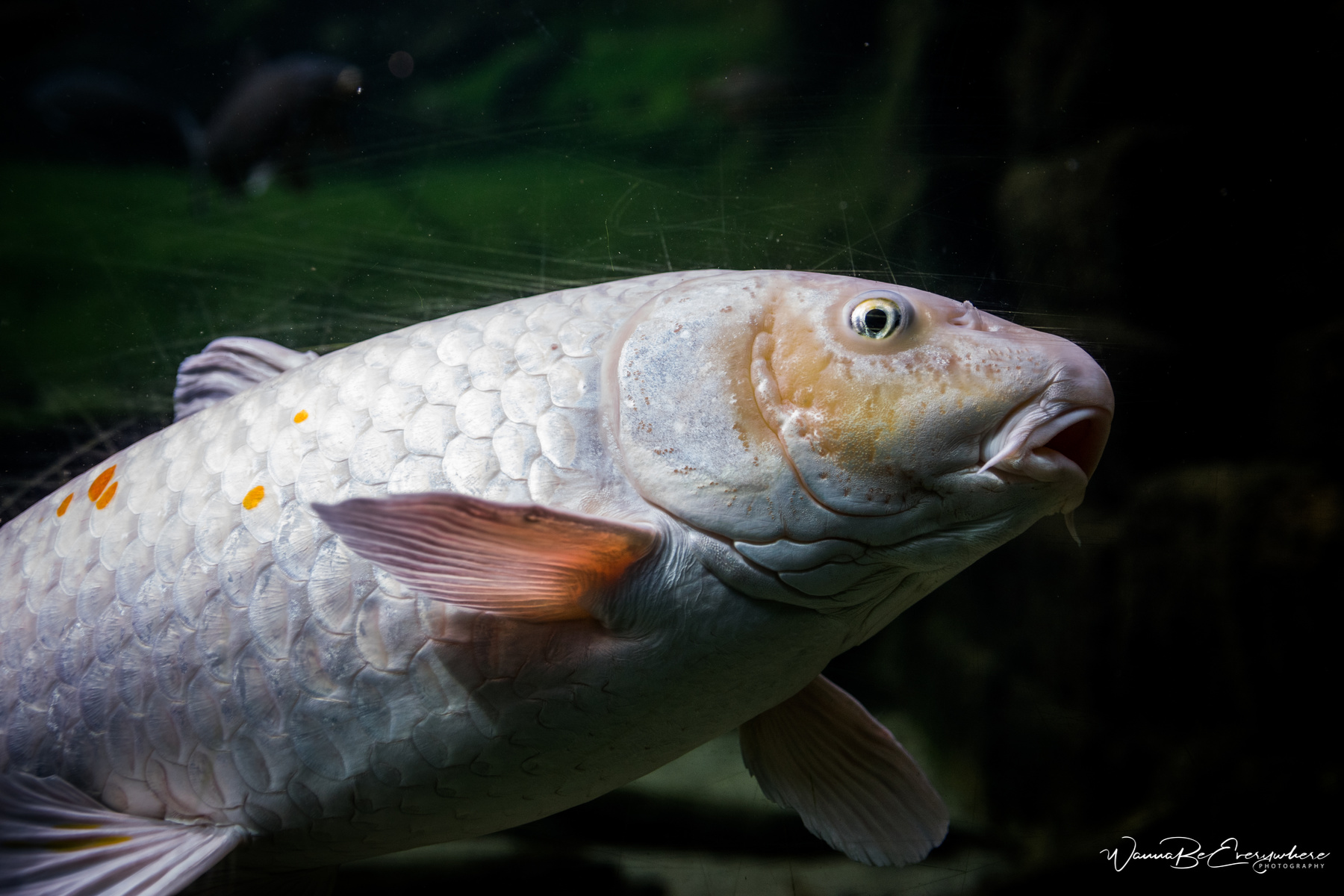 AQUA Akvarium & Dyrepark | WannaBeEverywhere