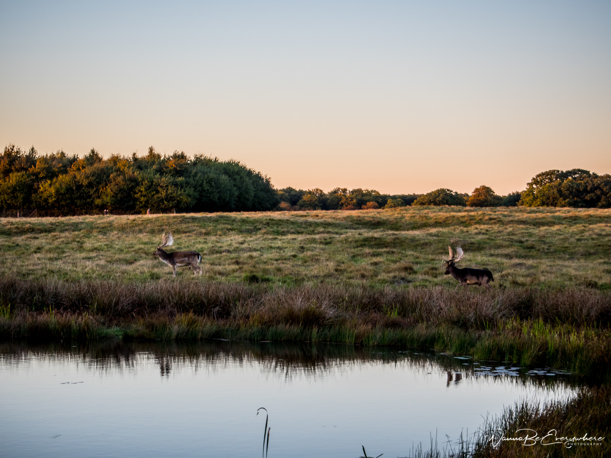 Eremitageslottet in Dyrehaven | WannaBeEverywhere