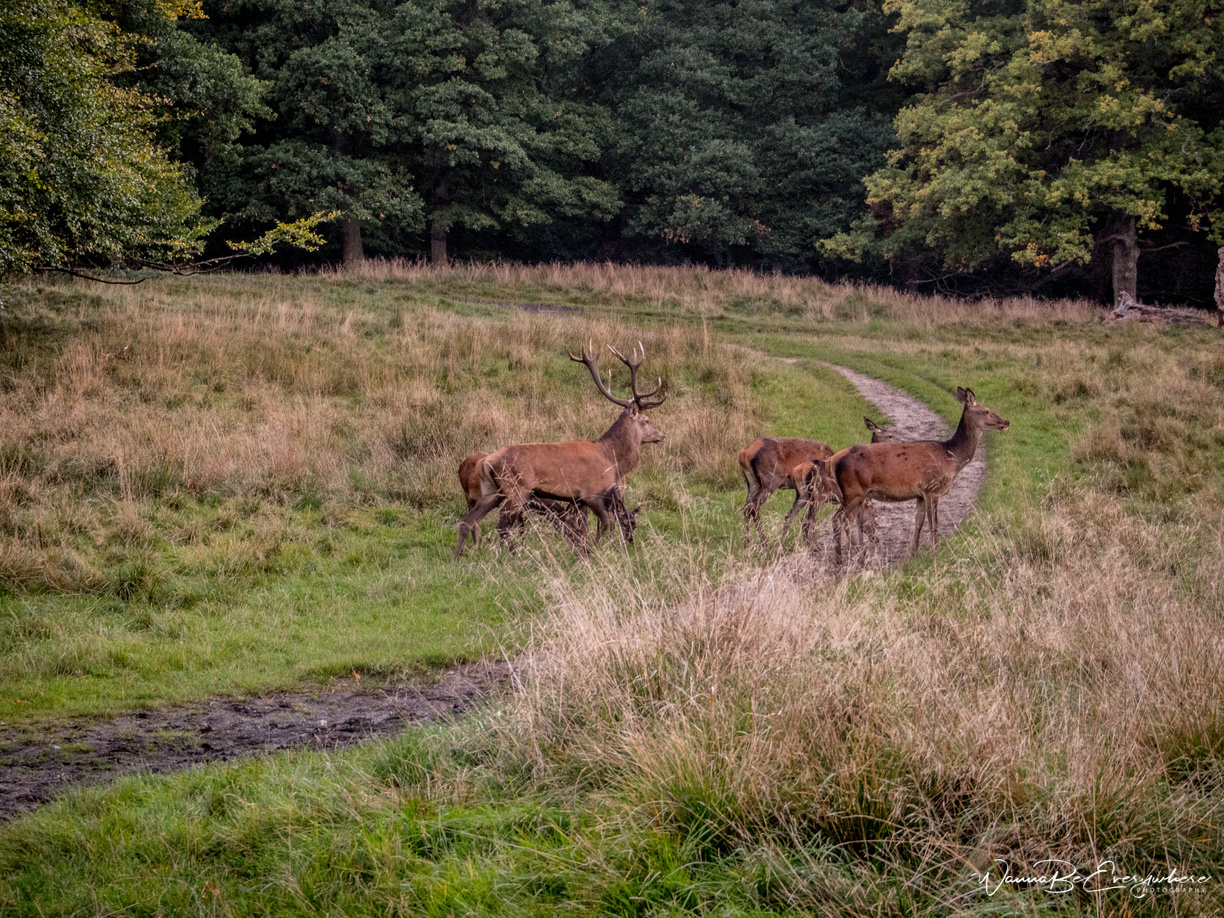 Eremitageslottet in Dyrehaven | WannaBeEverywhere