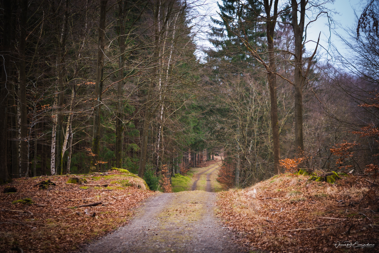 Gribskov | One of the biggest forstes of Denmark | WannaBeEverywhere