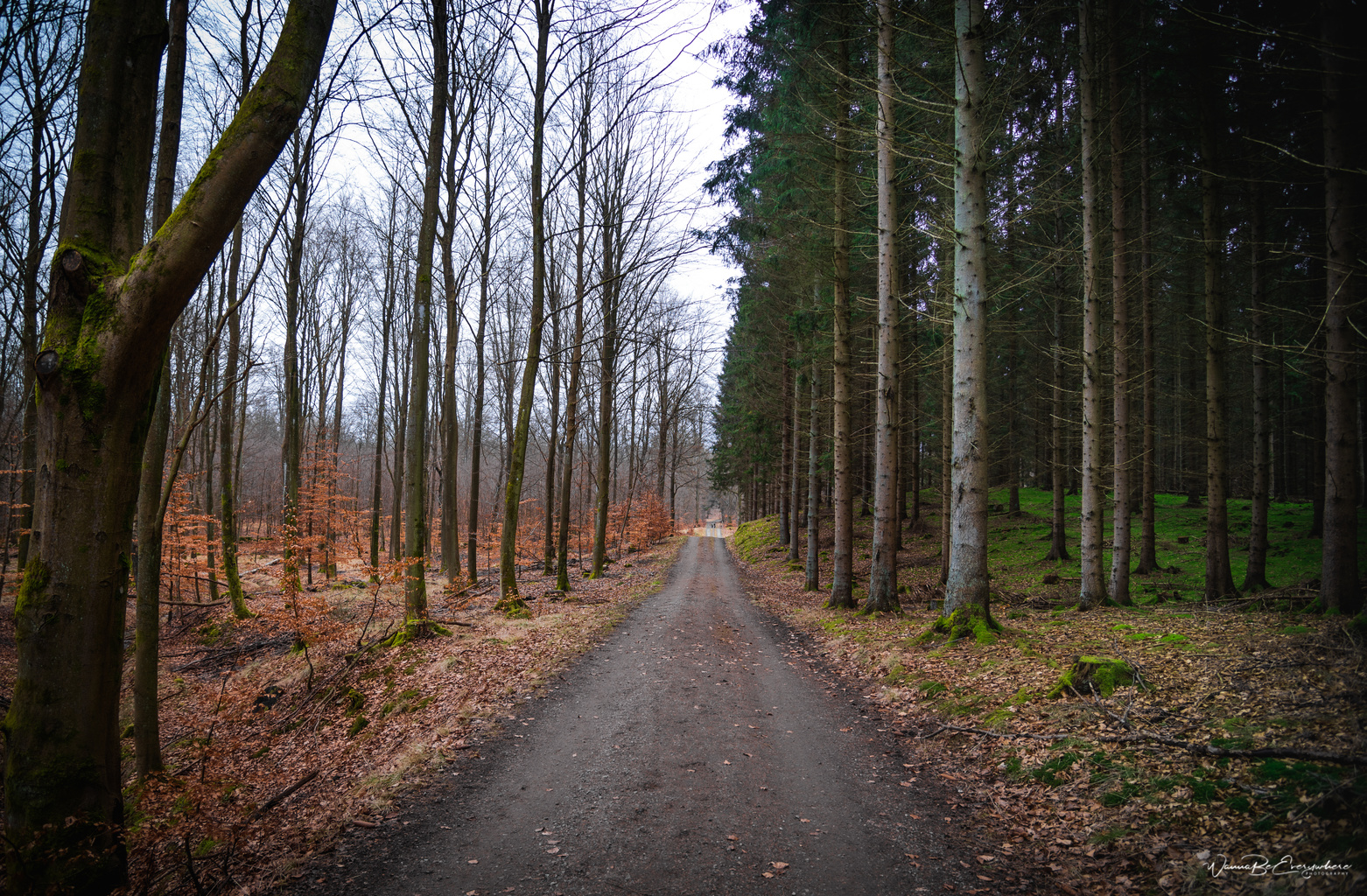 Gribskov | One of the biggest forstes of Denmark | WannaBeEverywhere