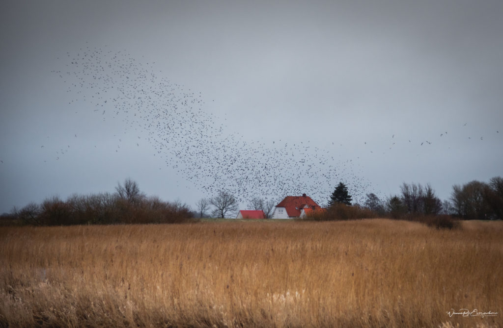 Denmark's Black Sun | How to experience it - WannaBeEverywhere