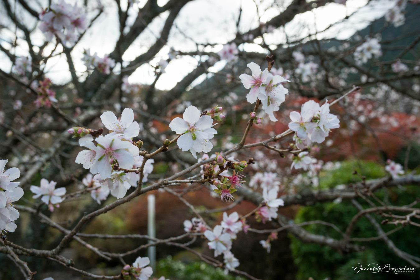 Beppu - the city of hotsprings | WannaBeEverywhere
