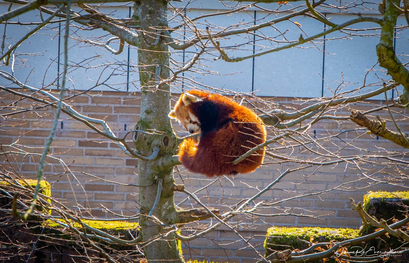 Odense Zoo | Day with animals | WannaBeEverywhere