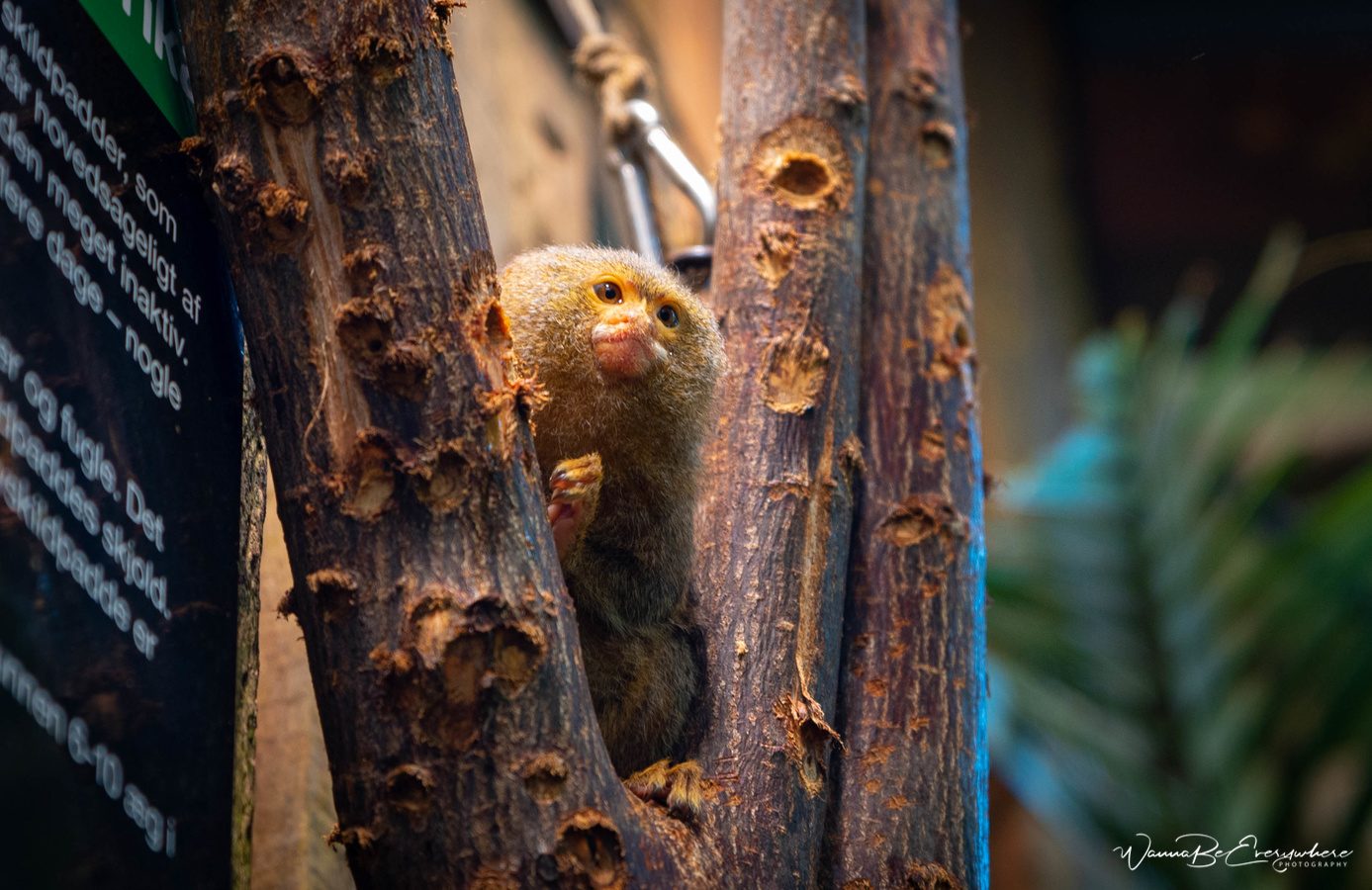 Odense Zoo | Day with animals | WannaBeEverywhere